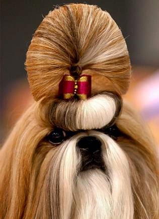 Y tú ¿cuántos amigos tienes? Look perruno (by Melgui Fresh) | LasMilVidas