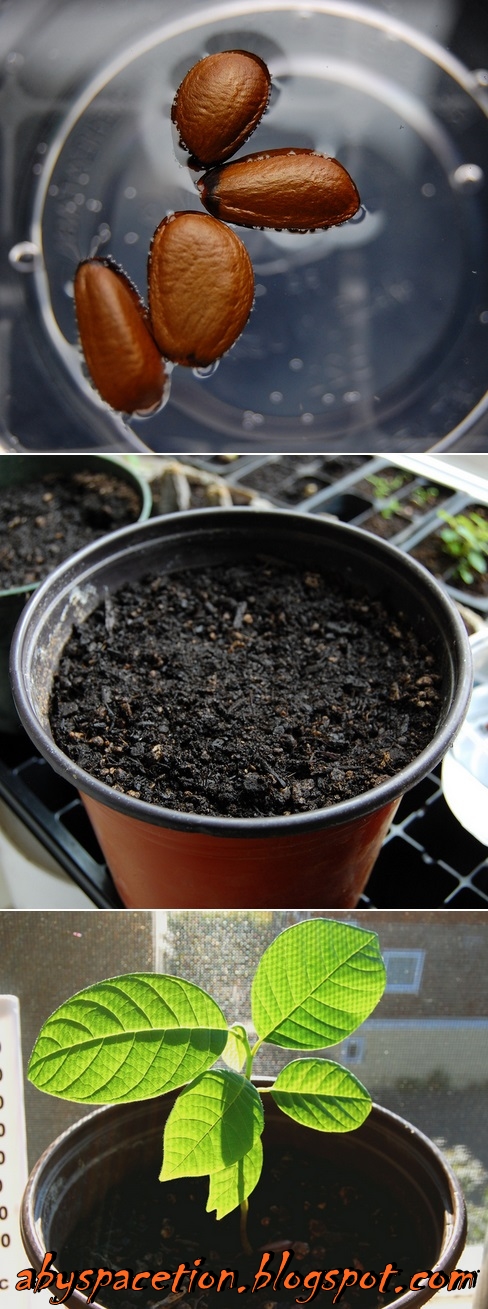 Fungsi Rendam benih sebelum tanam - Info Kesehatan dan Kuliner