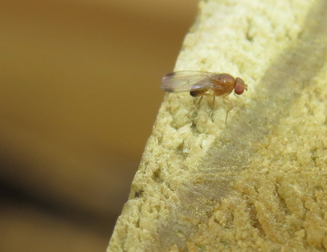 Bug Eric: Compost Insects