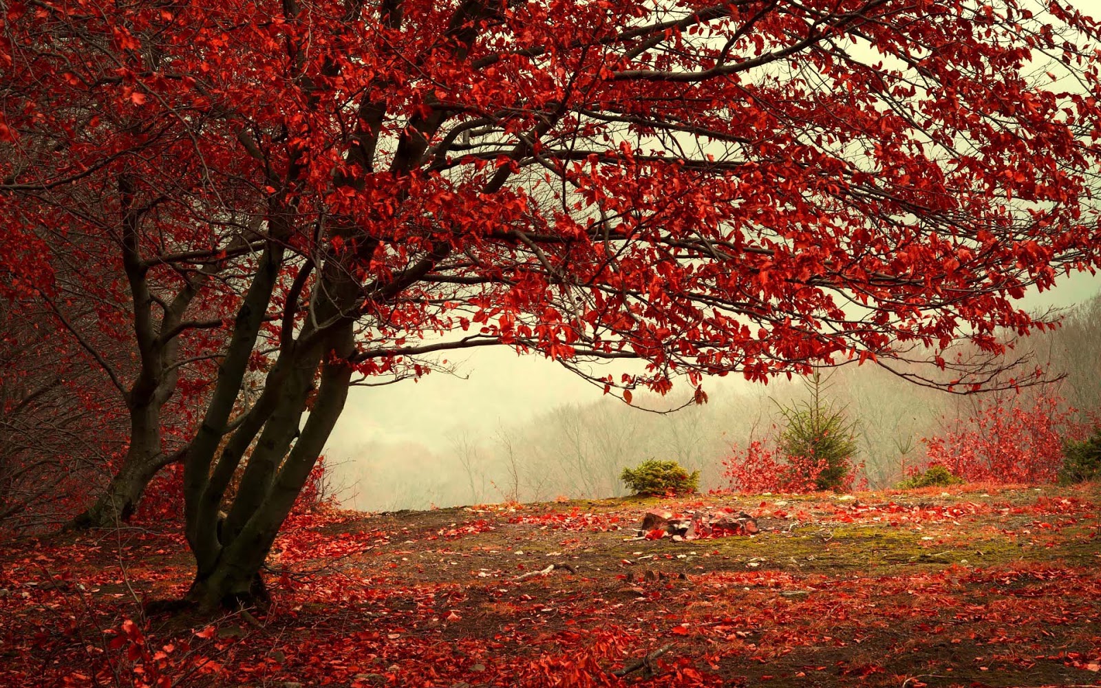 Herfst Wallpapers (herfstfoto's) | Mooie Leuke Achtergronden Voor Je ...