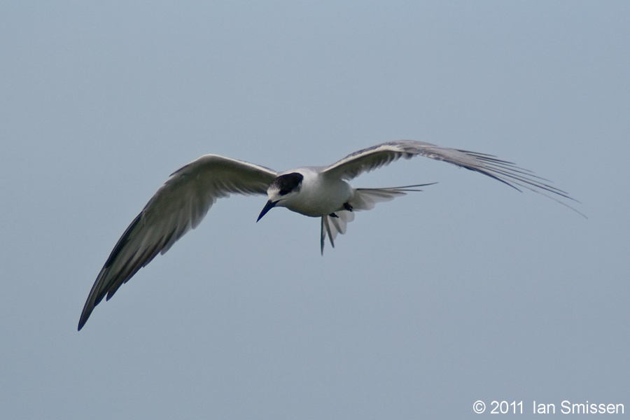 A passion for birds...: Western Treatment Plant