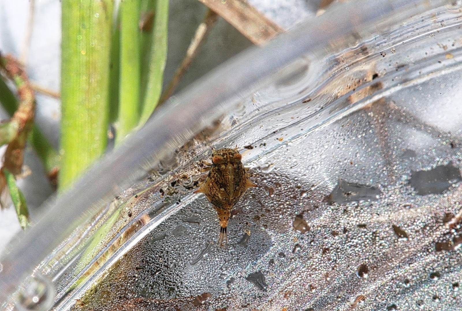 Aquatic Insects of Central Virginia: Something new! An "armored mayfly ...