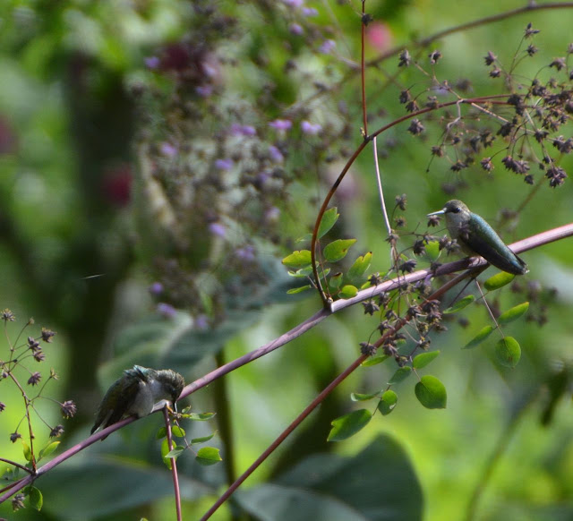 Flower Hill Farm: Ruby-throated Hummingbirds Within the Late Summer Garden