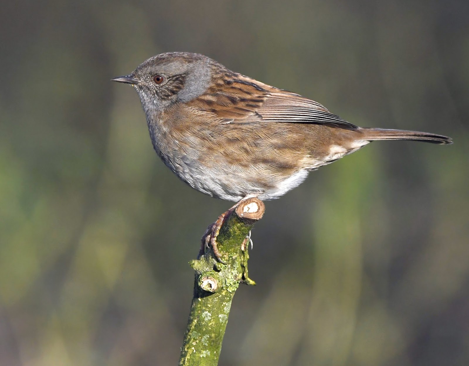 Carl Bovis Nature Photography: 'Accidental' Blue Tit feet photo becomes ...