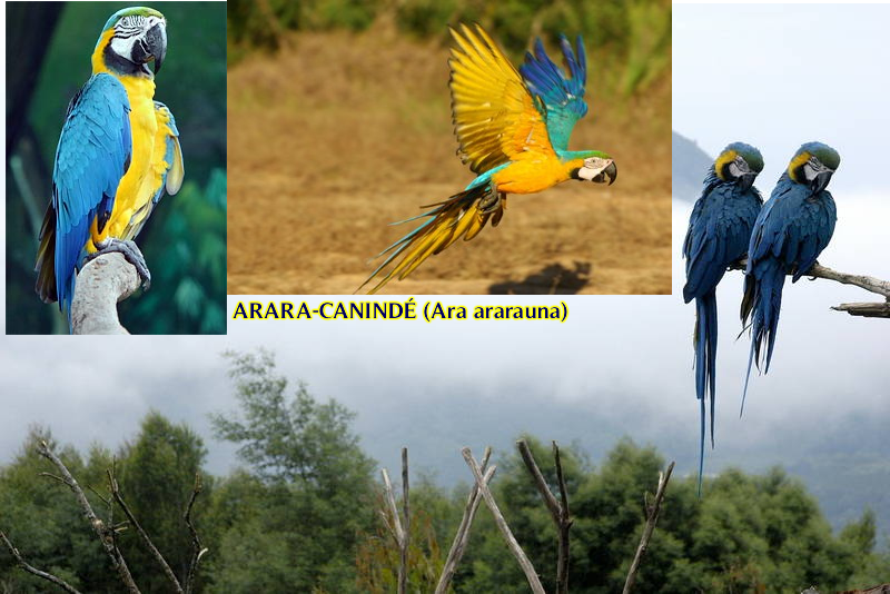 Arara Canidé (Ara ararauna)