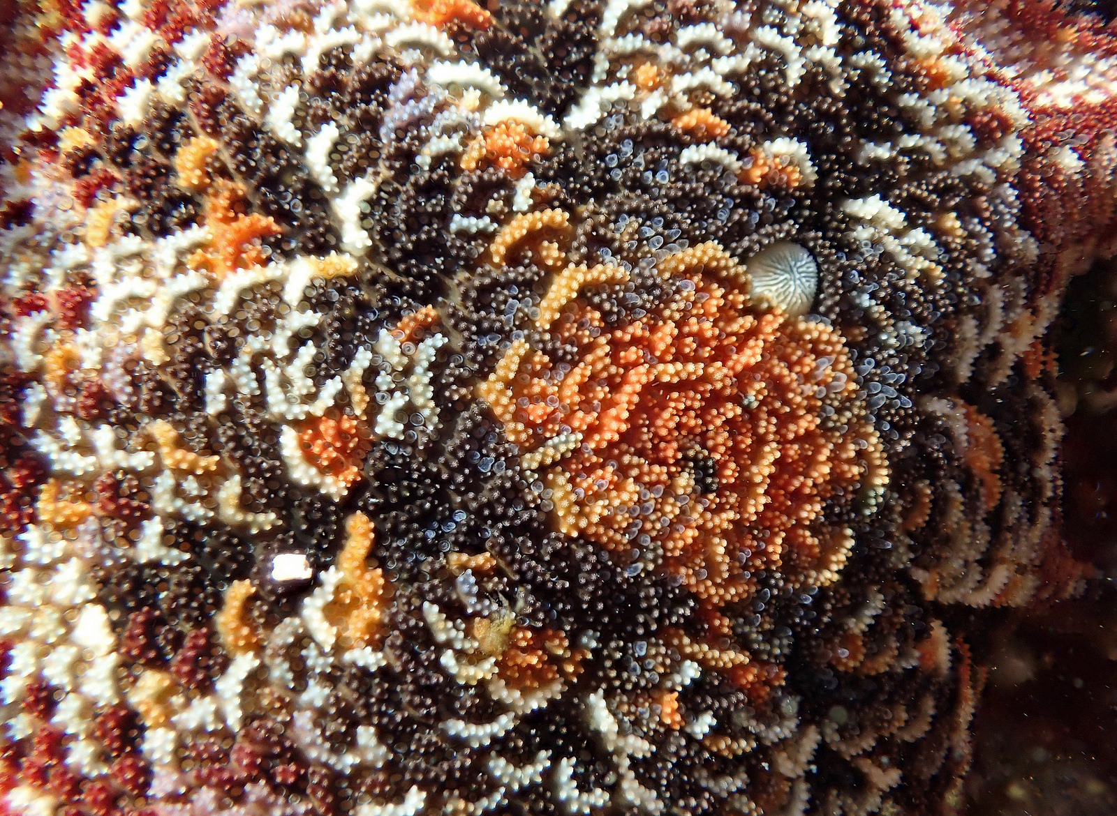 Real Monstrosities: Carpet Sea Star