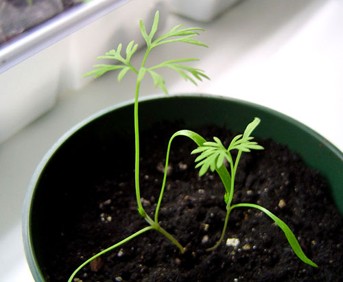 Irrigue de forma a manter o solo sempre úmido, mas sem que permaneça ...