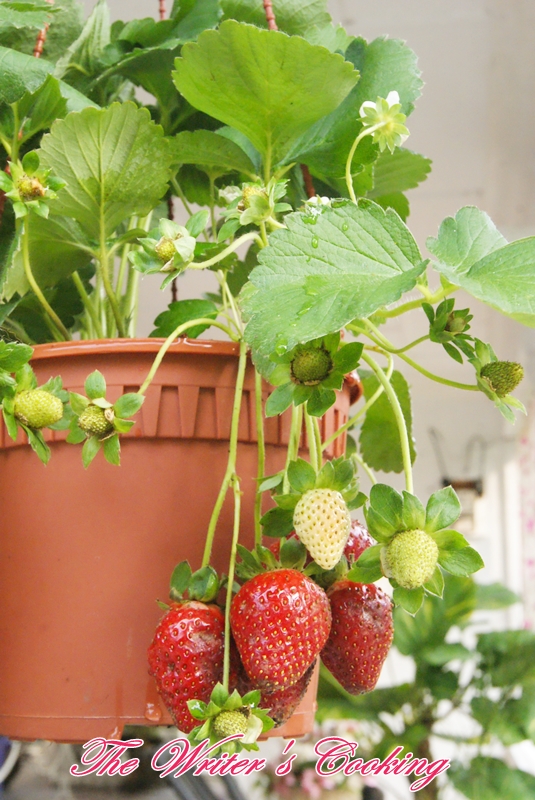 HoBi & KoleKsikU...: Pokok Strawberry
