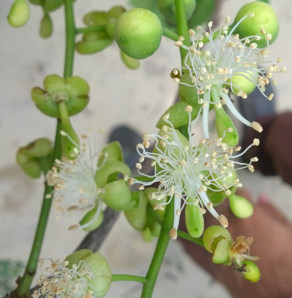 Fabaceae - Leguminosae no Brasil: Swartzia
