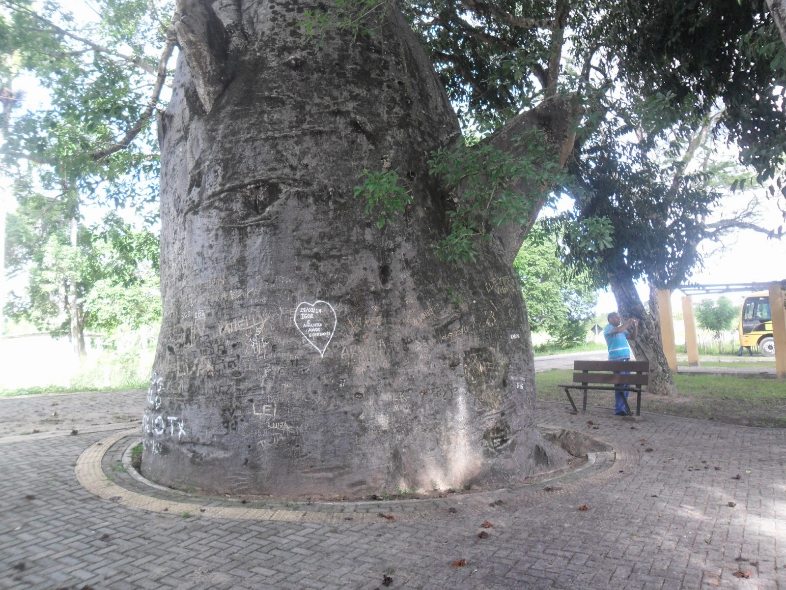 Pelas rodagens da vida : Baobá - árvore centenária e localizada na ...