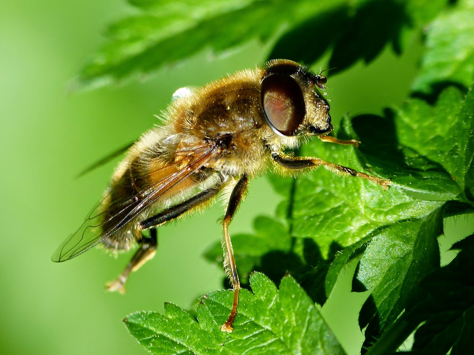 Photos d'insectes: Les Diptères - Sous-ordre des Brachycères (mouches ...