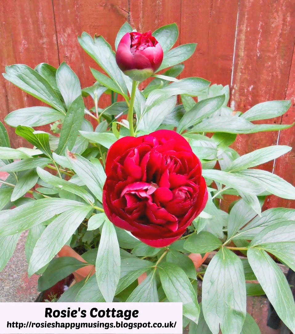 Rosie's Cottage: We Have A Bumper Crop Of Peony Roses This Year Honeys...