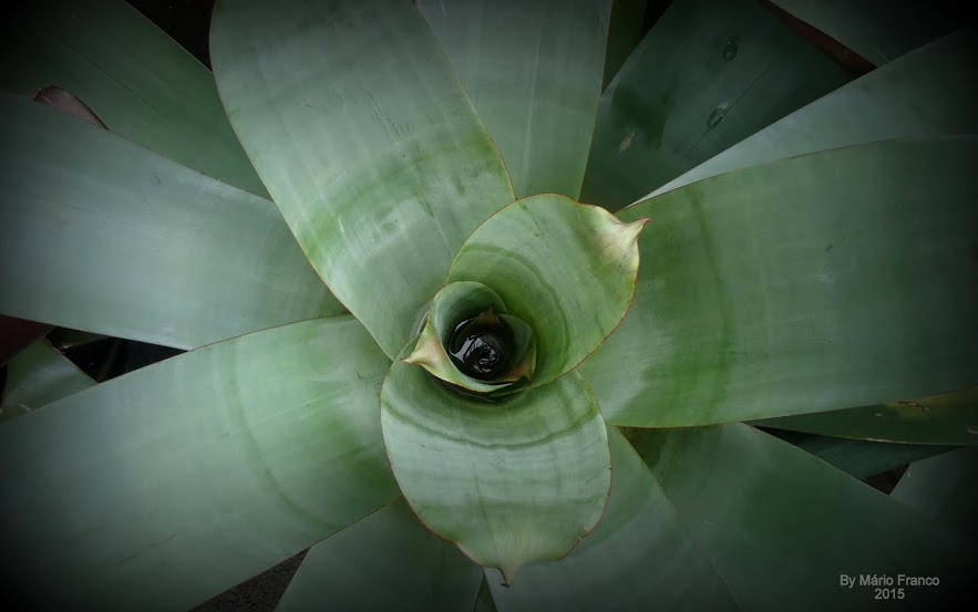 Meu Cantinho Verde: BROMÉLIA-IMPERIAL - ( Alcantarea imperialis )