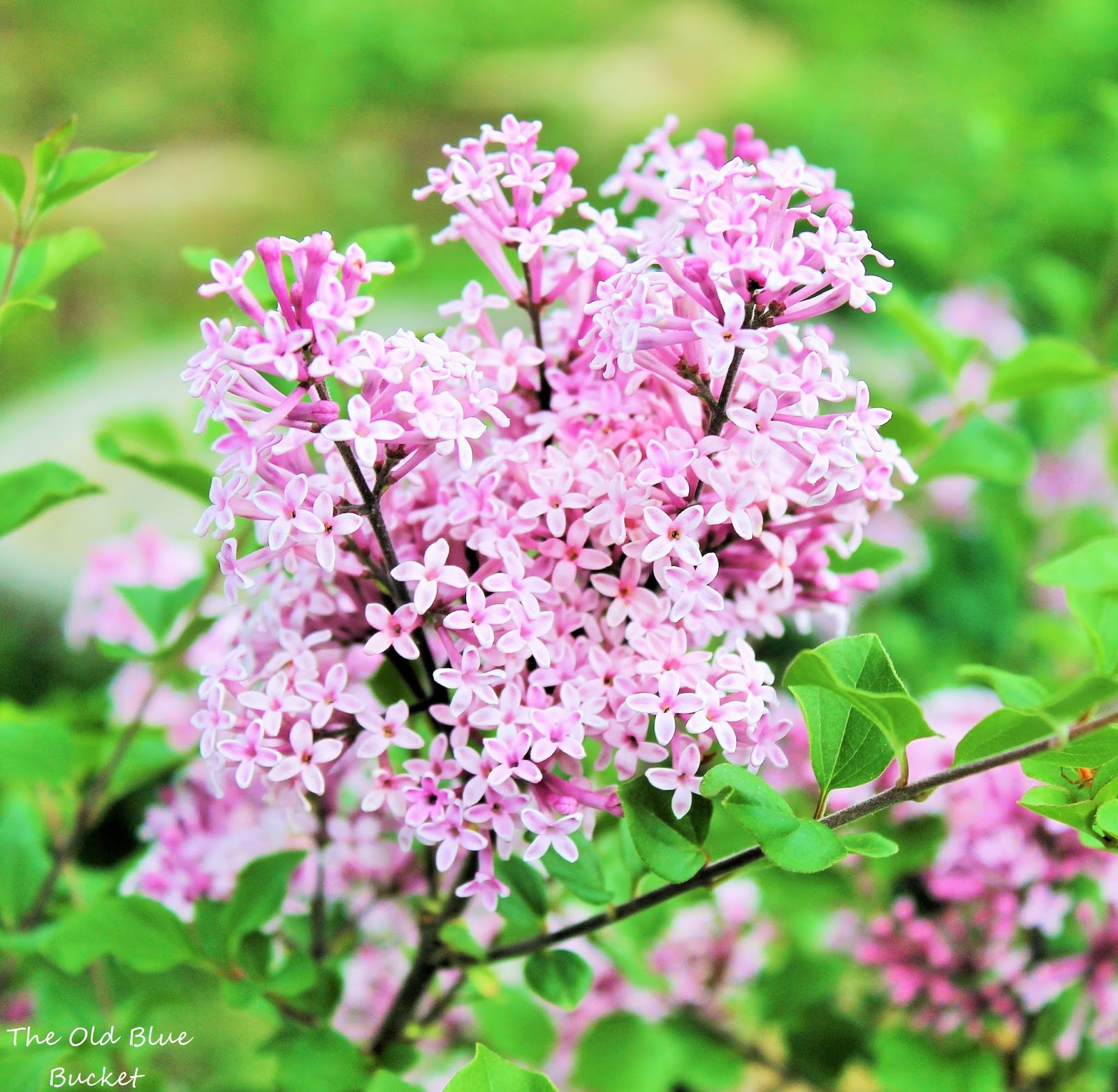 The Old Blue Bucket: Lovely Lilacs