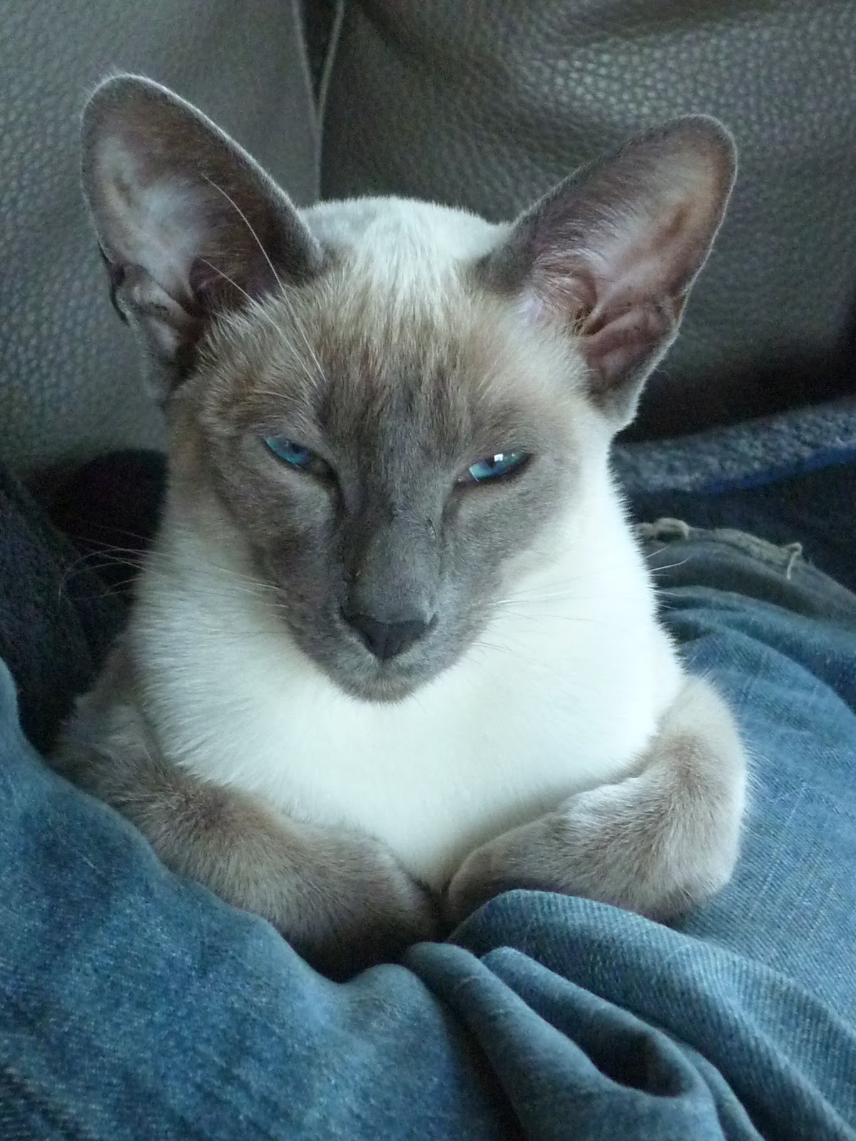 cattery siame's: Siamees en Oosters korthaar Poezen