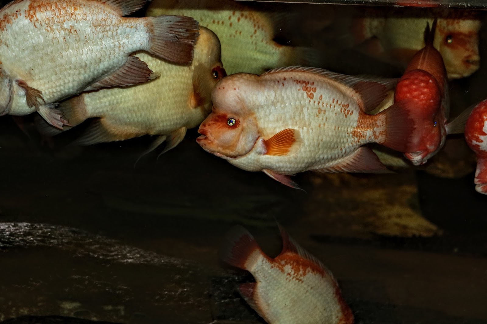 Citrinellum Goldfish Pics At The Akron Zoo