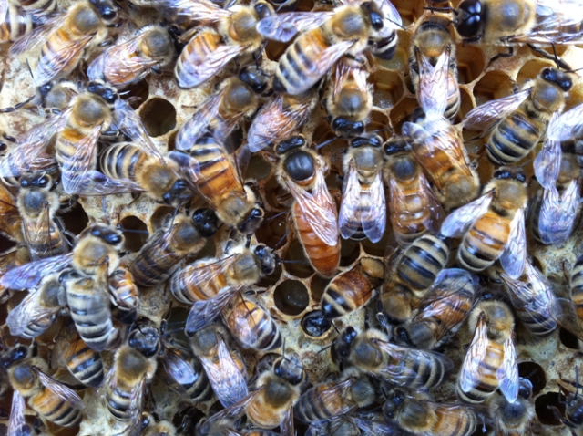 Several Gardens Farm: The Bee: Part I, what is the bee, bee colony and ...