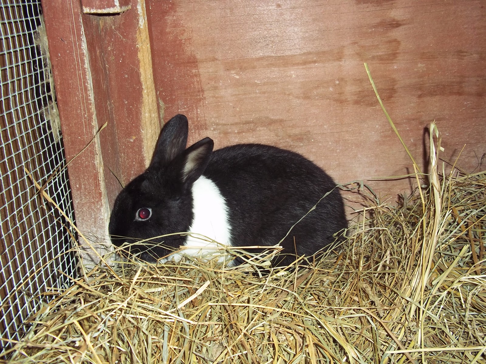 The Luna Acres Homestead: meet the very first additions to our farm