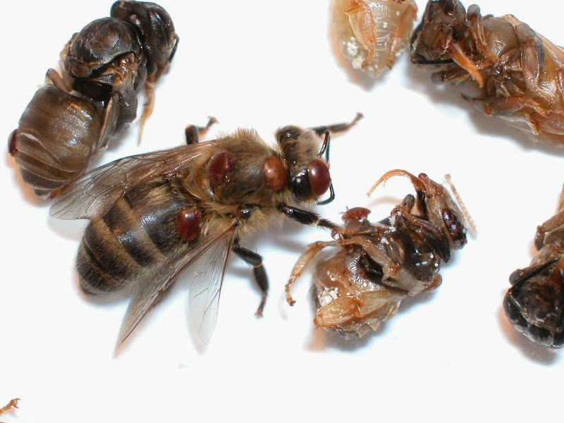 Corona Apicultores: BIOLOGÍA REPRODUCTIVA DE LA VARROA