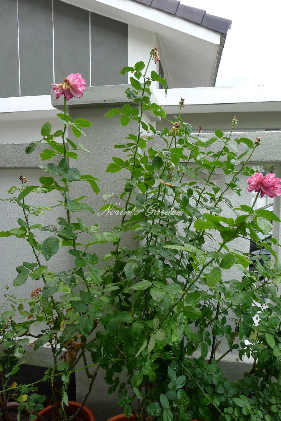 All About Norin's Garden: Cara mencantas pokok bunga ros