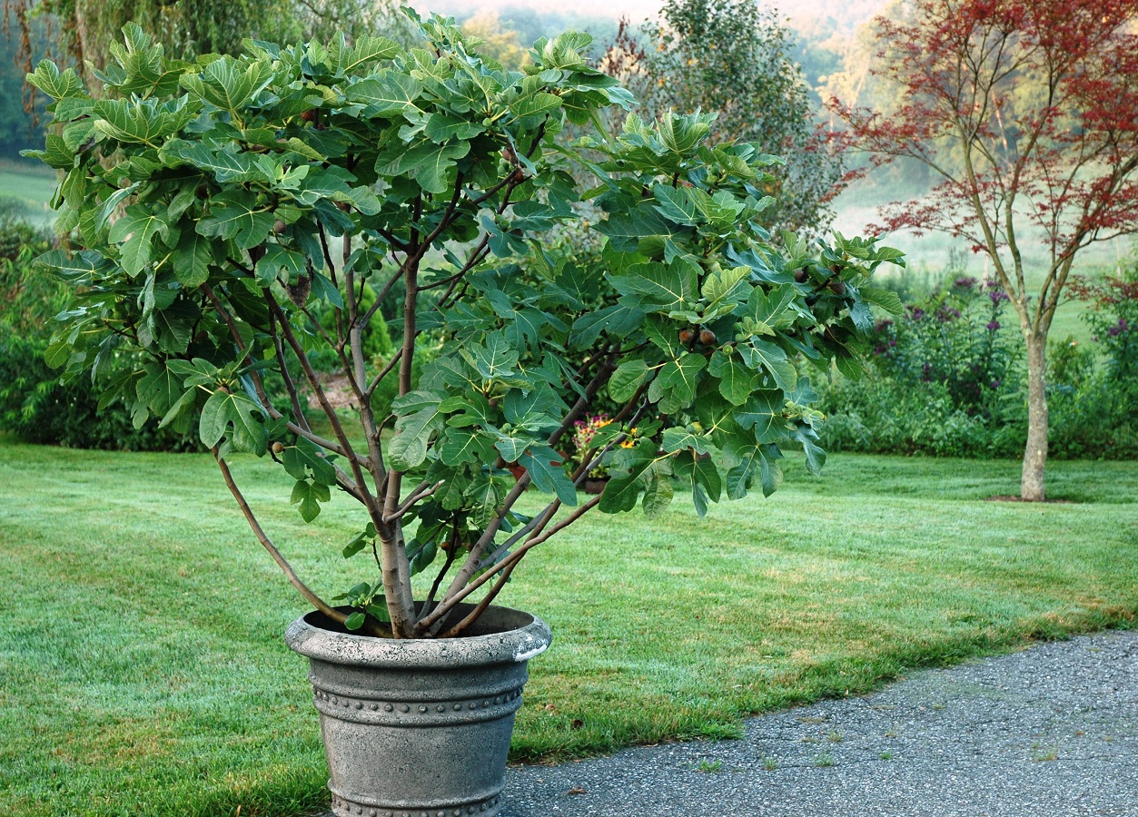 Gardening: Guide to Fig Trees