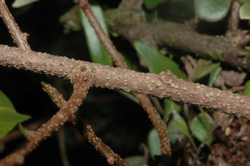 The Nature of Robertson: Celastrus australis - Staff Climber (aka Staff ...