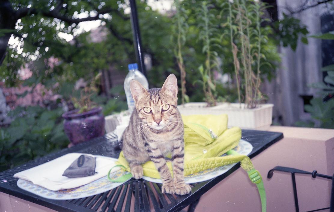 Greenpossum in Turkey