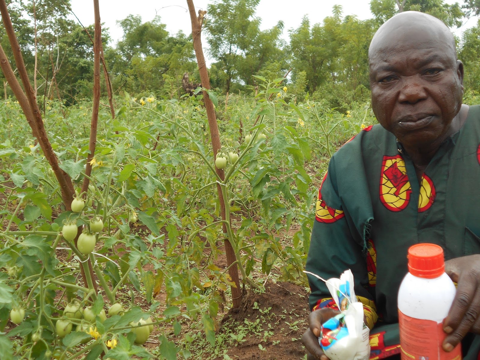 Agrochemical Application Fertilizer Protocol For Tomato And Other Veggies In Wet Season Hybrid