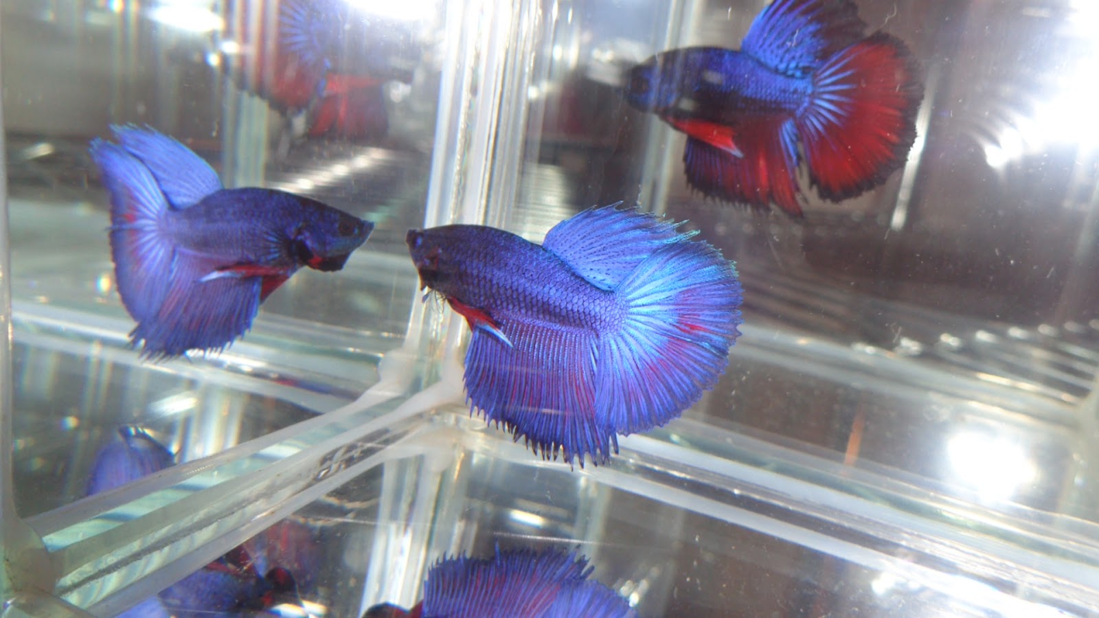 Vand pesti BETTA superdelta (poze individuale)