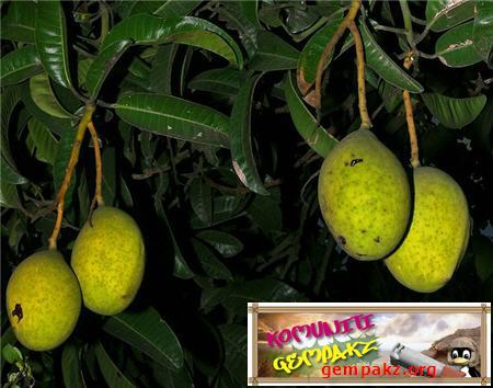 Komuniti GEMPAKZ: gambar Buah Kuini dan bacang