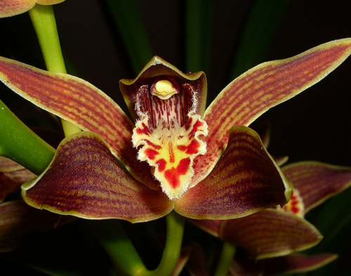 Mengenal Jenis Jenis Bunga Anggrek - Ragam Tanaman