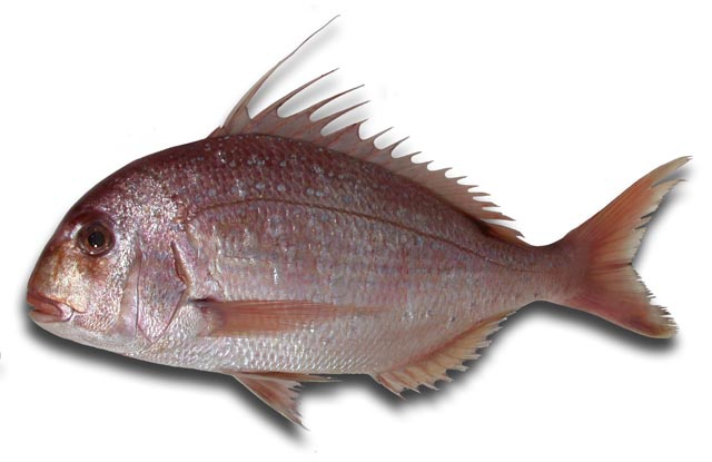 Pêche et Pêche: Pageot