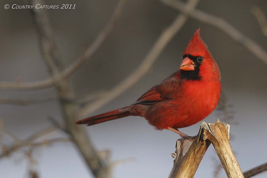 Country Captures: Northern Cardinals