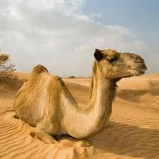 N.o.0.B: [Video] Cara Sembelihan Unta