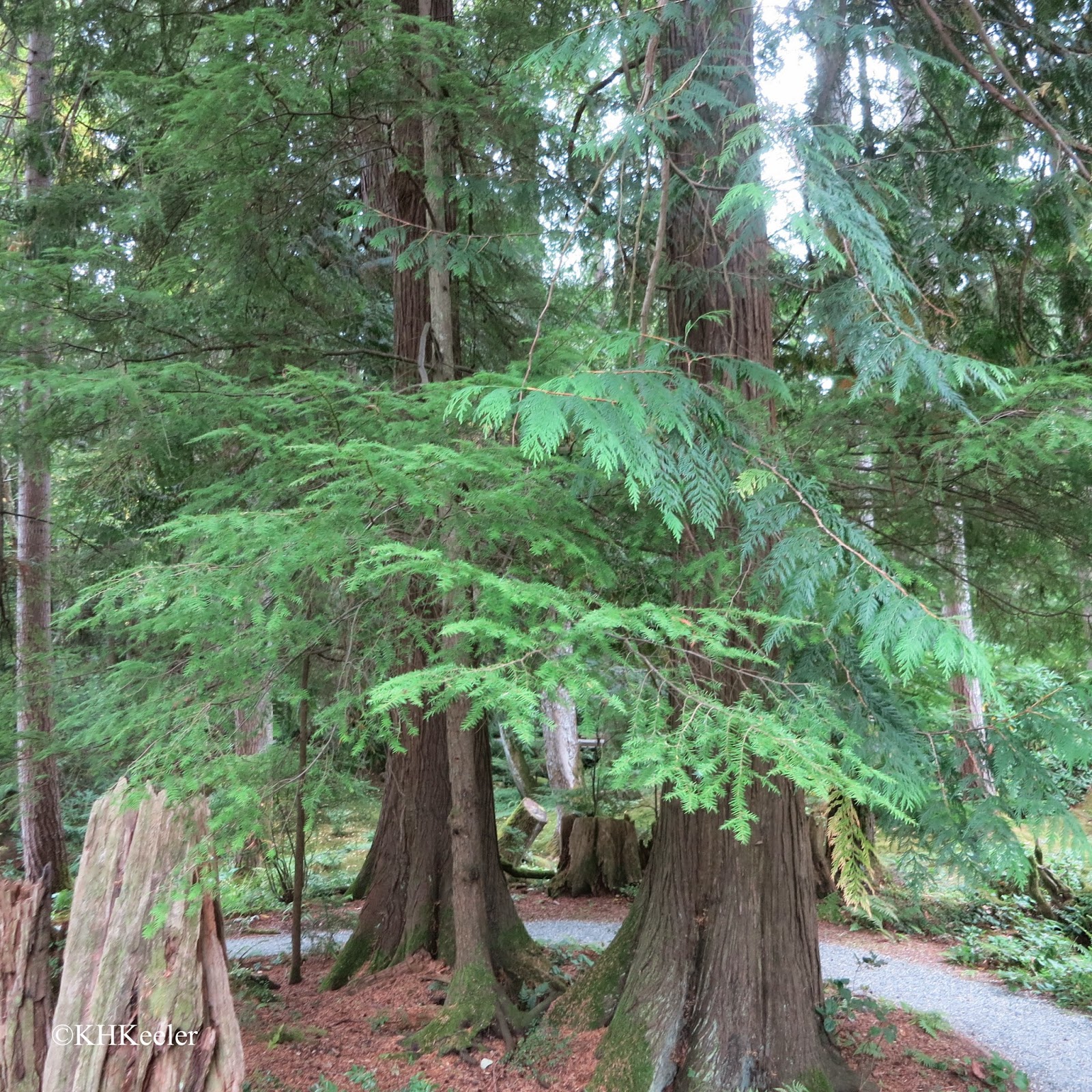 A Wandering Botanist: Plant Confusion--Hemlock, Both Umbels and Conifers