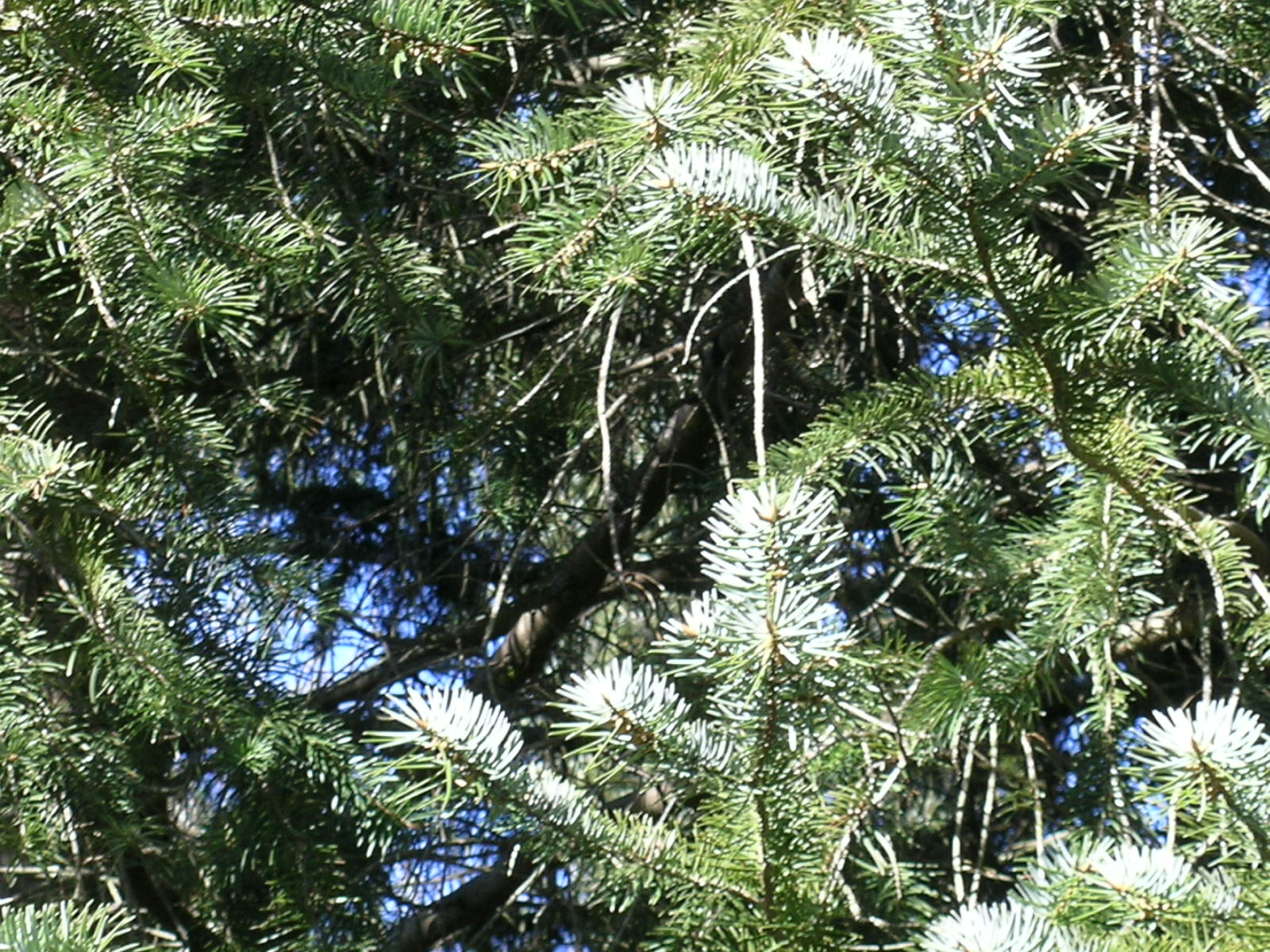 Berkeley Butterfly Blog: Abies bracteata--Santa Lucia Fir
