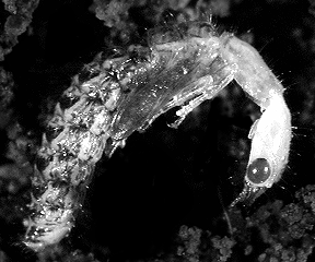 Real Monstrosities: Snakefly