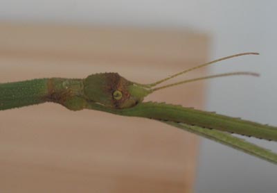 Kummitussirkat: Ramulus artemis - PSG 144