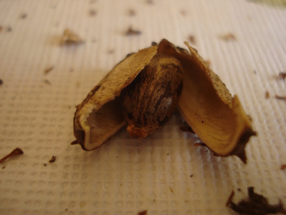 El cuexcomate: La Maleza Mas mala del Mundo…Higuerilla