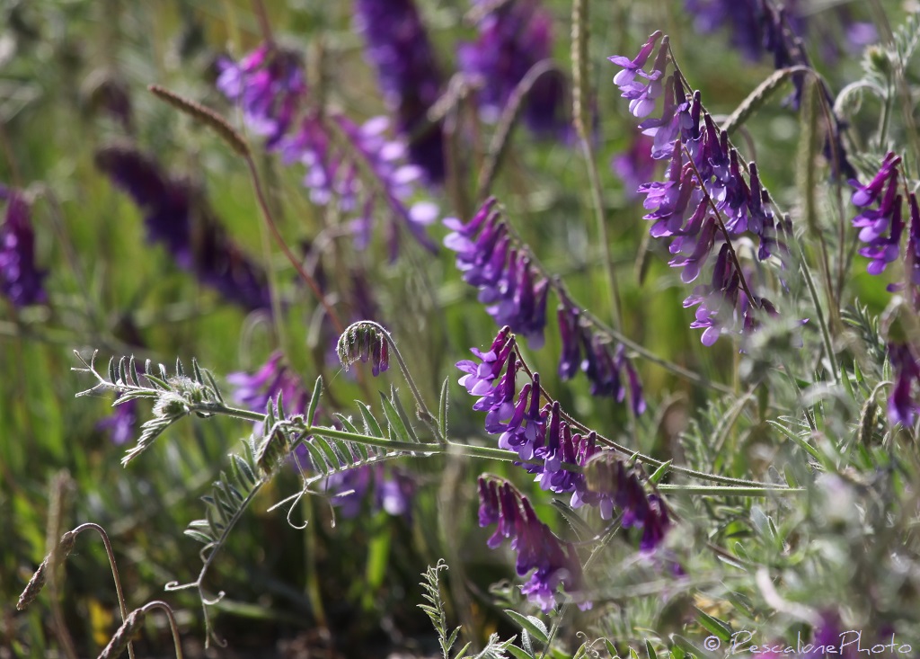 Flore de Camargue: Vicia villosa, Vesce de Russie