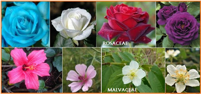 BIOLOGI GONZAGA: MONOKOTIL - DIKOTIL