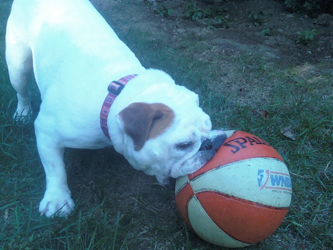 Regis College BSN/MSN Nurse Practitioner Student: A Year in the Life