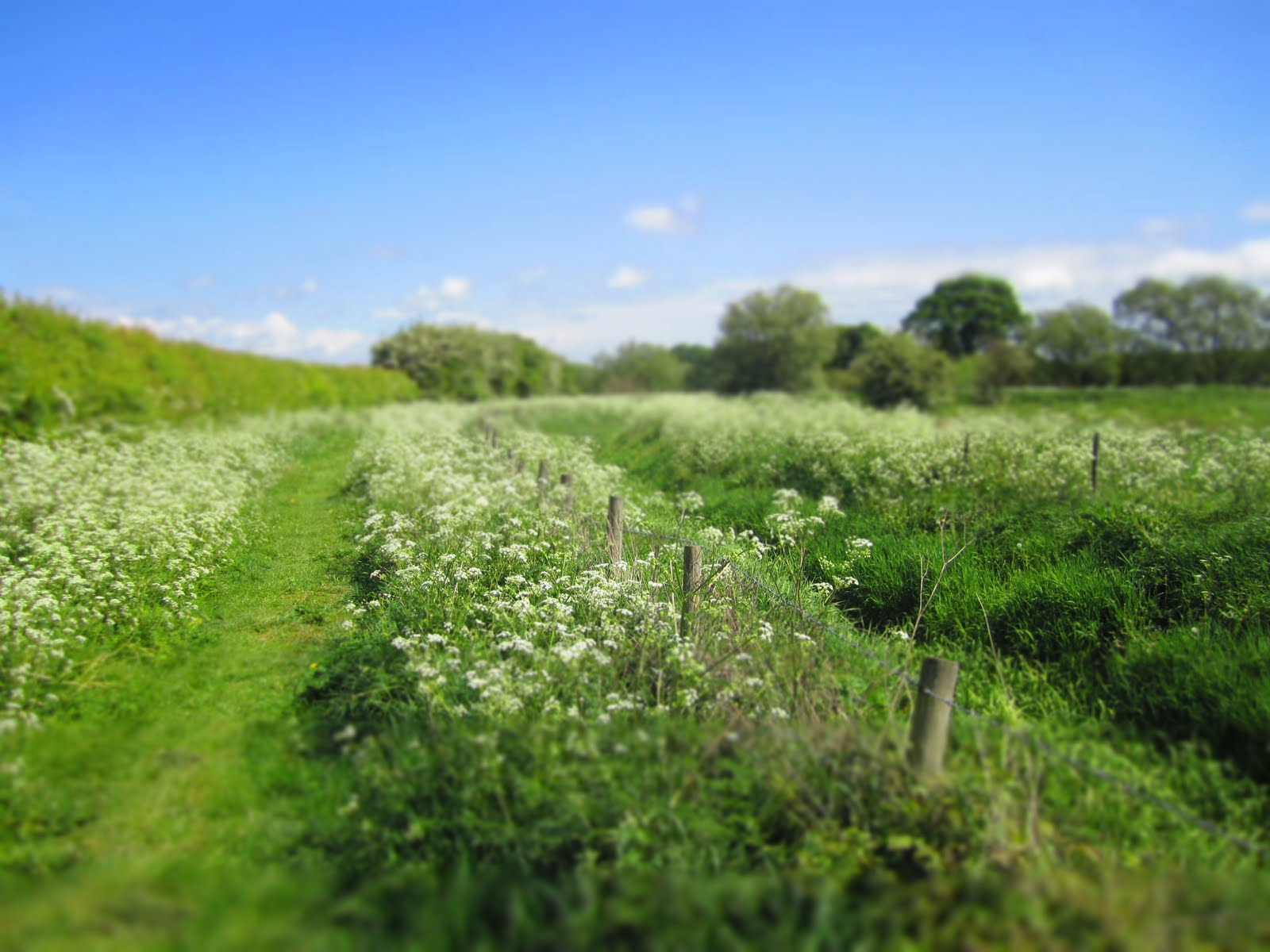 indie birder: Skipwith Common, Bank Island and Wheldrake Ings