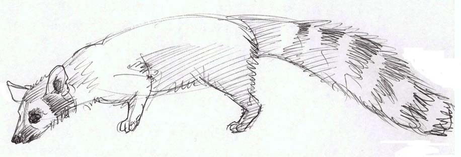 Art by Jeane Nevarez: ringtail