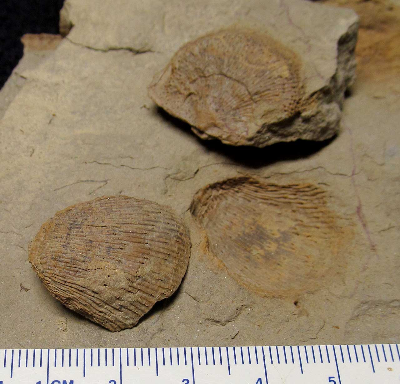 Louisville Fossils and Beyond: 2019