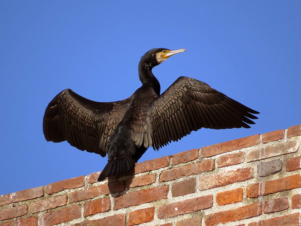 Livorno una foto al giorno: Cormorani