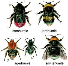 Frøken Solhat: Humlebien