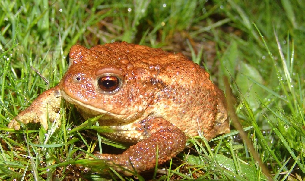 UM DIA DE CAMPO: Bufo bufo (sapo-comum)