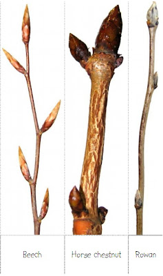 Becoming A Horticulturist: Plant ID Week 8: Winter twig identification