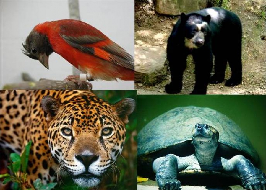 LOS ANIMALES DEL MUNDO